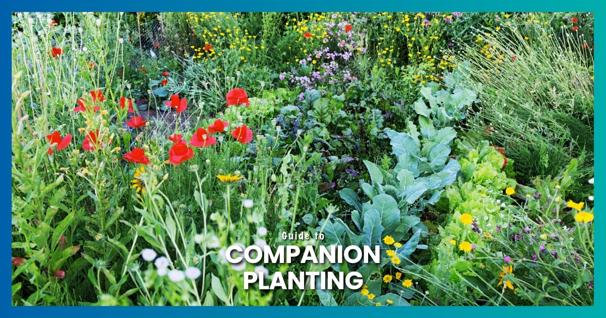 Companion Planting Guide from Mother Earth Living